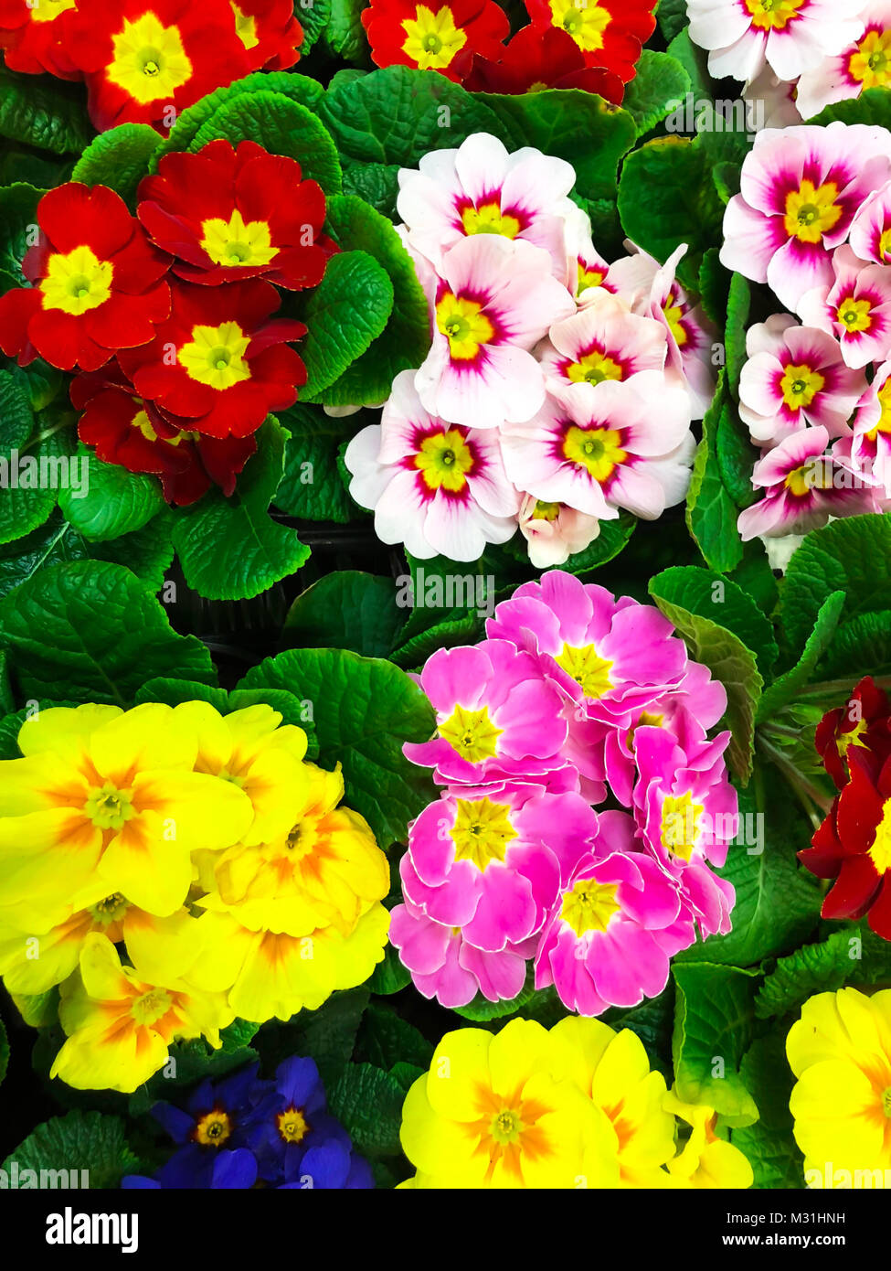 Background of flowers from colorful spring flowers primrose Stock Photo ...