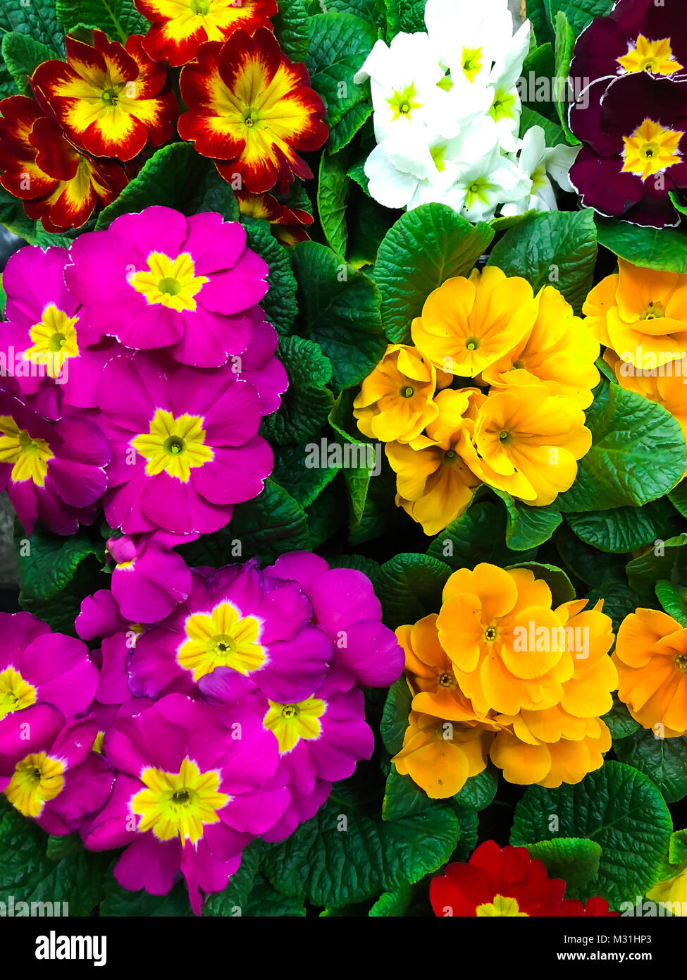 Background of flowers from colorful spring flowers primrose Stock Photo ...