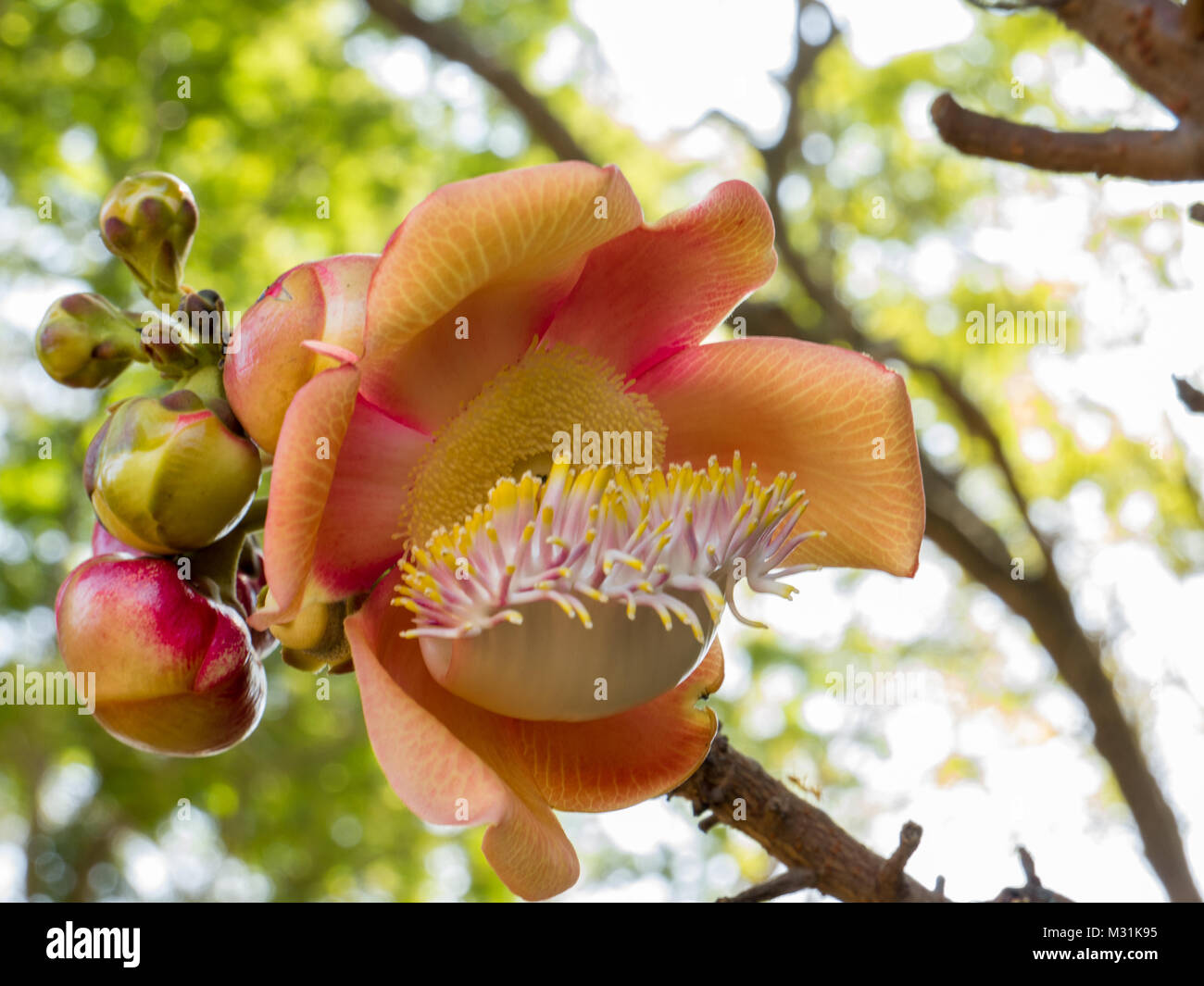 Salofindia hi-res stock photography and images - Alamy