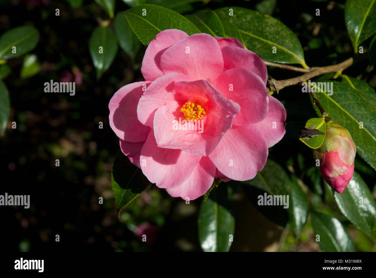 Semi double pink camellia flower hi-res stock photography and images ...