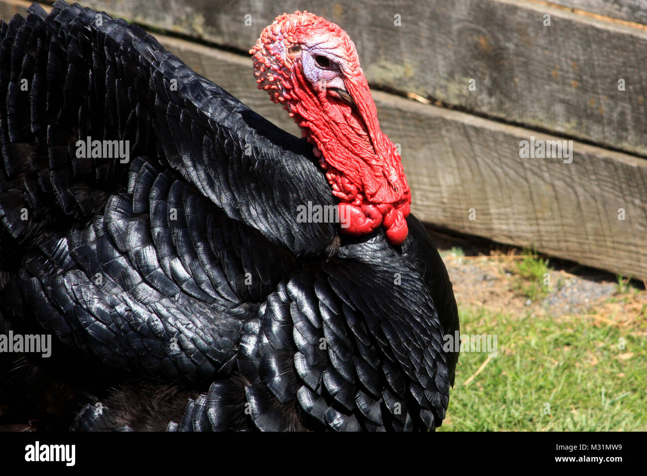 Turkey Snood Stock Photos & Turkey Snood Stock Images - Alamy