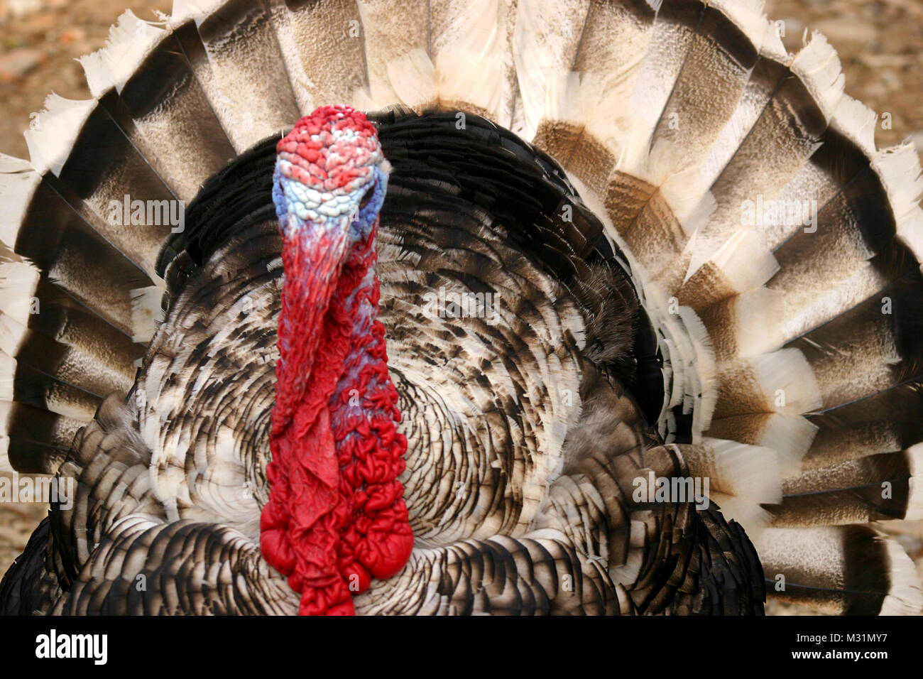 Male turkey snood hi-res stock photography and images - Alamy