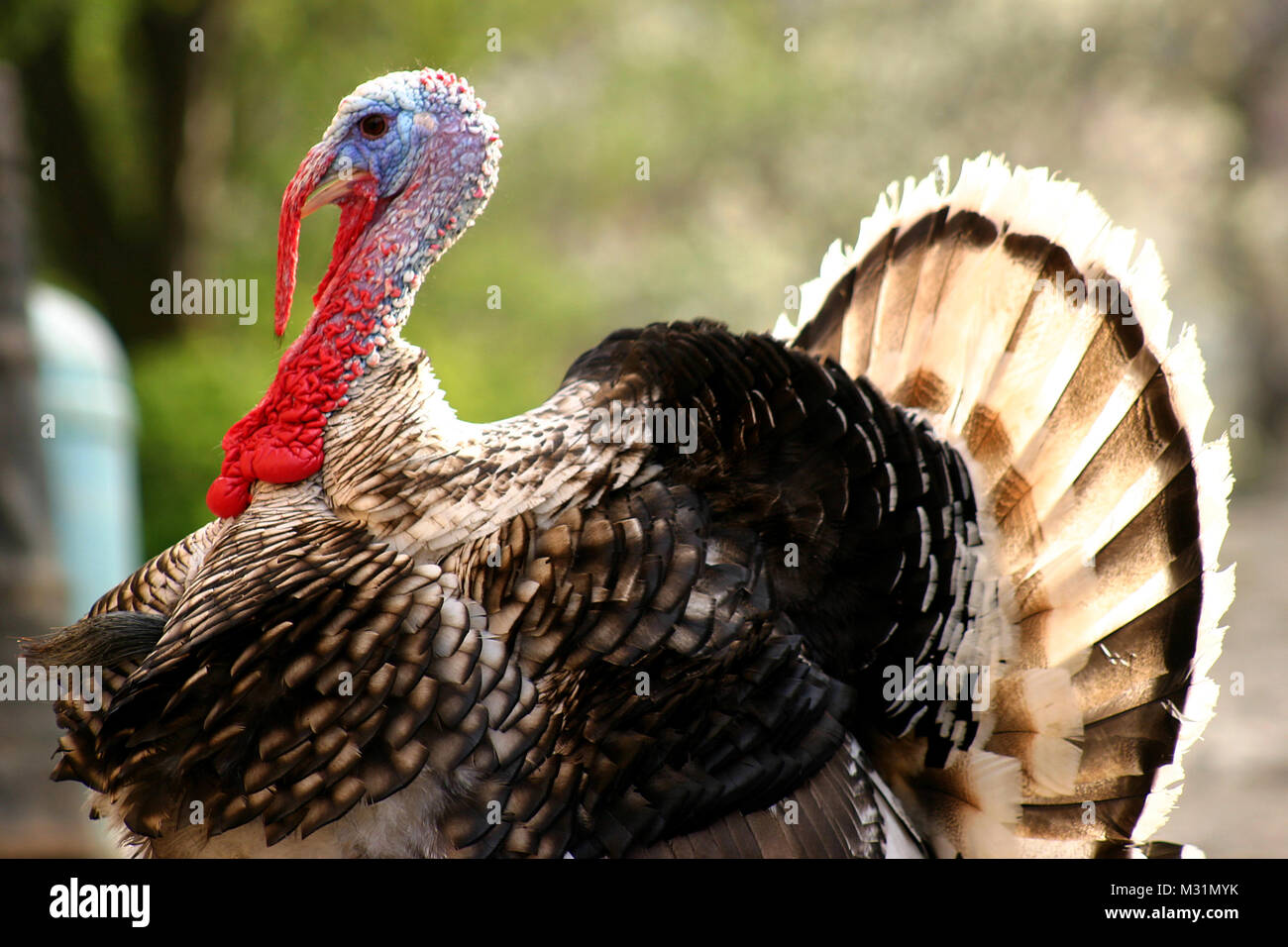 Male domestic turkey Stock Photo - Alamy