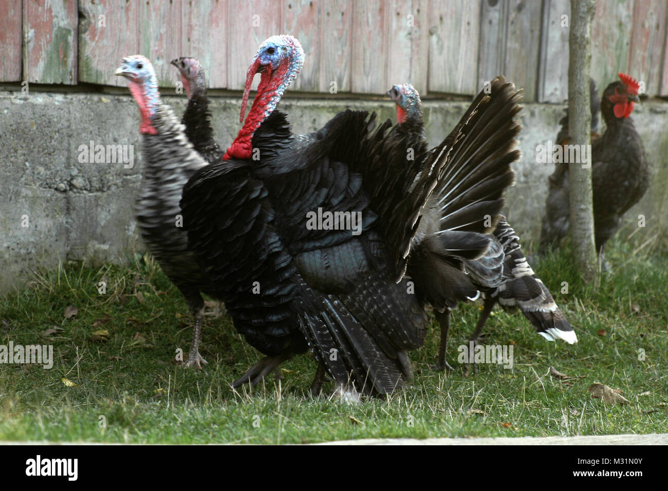 Group of domestic turkeys, with male and females Stock Photo - Alamy