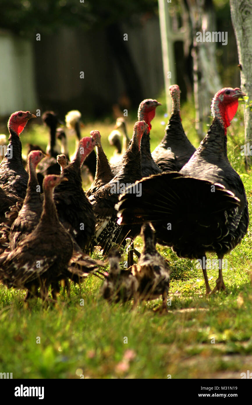Group of domestic turkeys, with male, females and young Stock Photo - Alamy