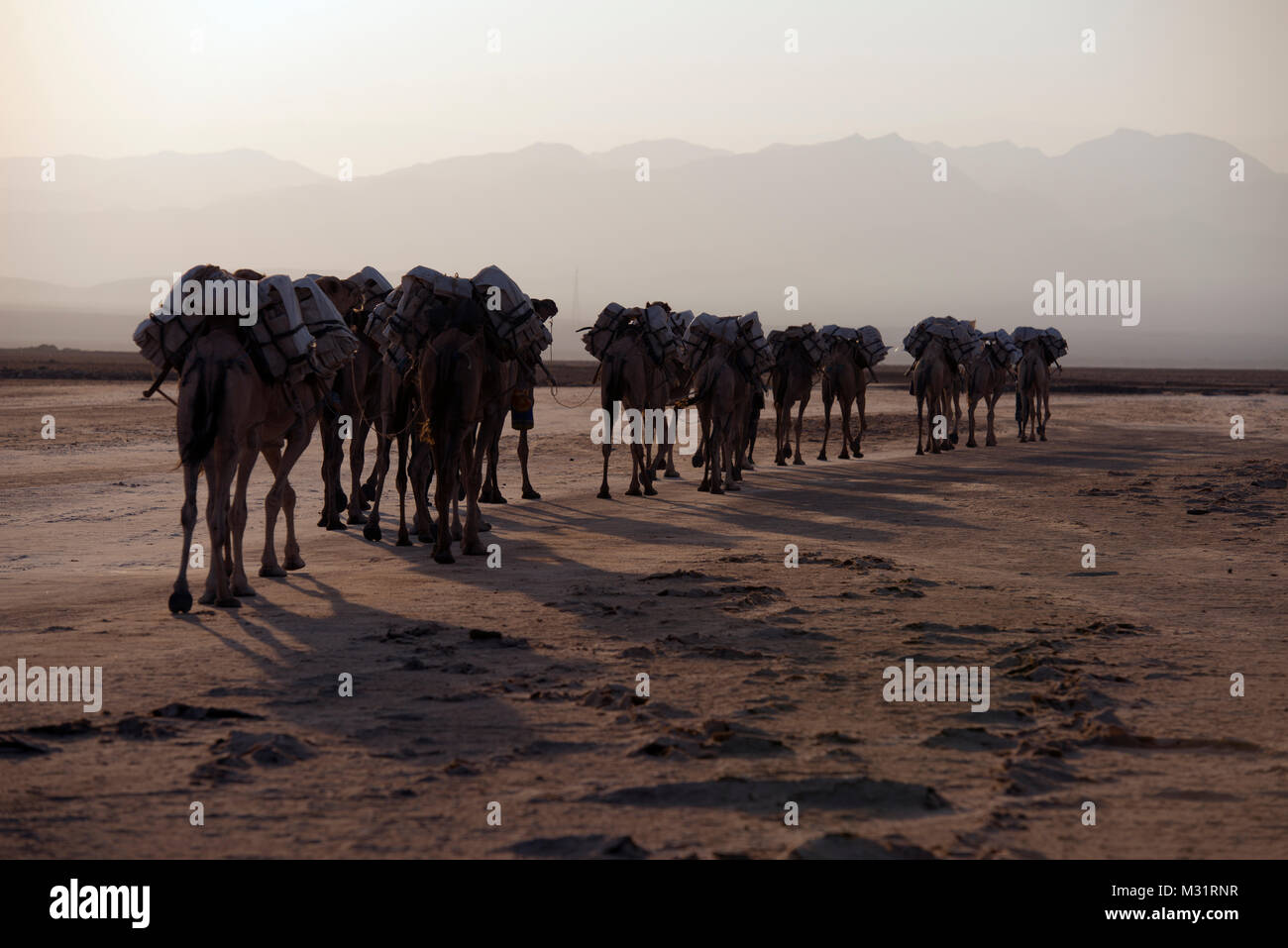 An Afar salt camel caravan heads into the sunset in the Danakil Desert ...
