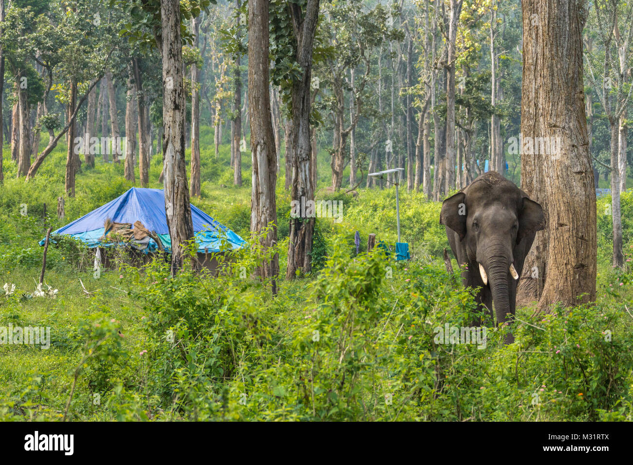Dubare coorg hi-res stock photography and images - Alamy