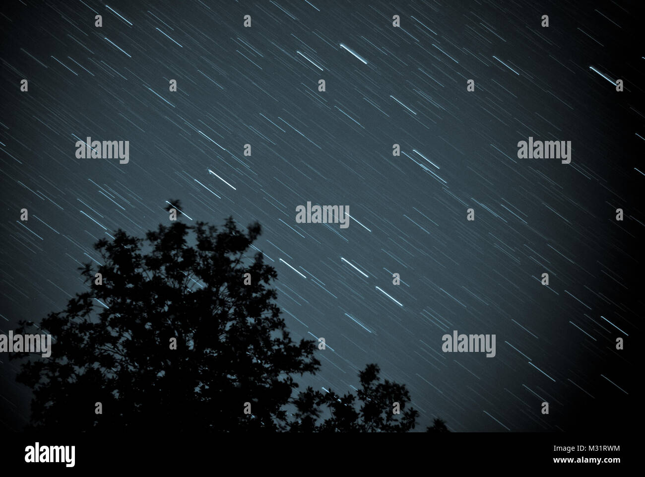 Tree silhouette. Starfall. Night sky. Stars in the night sky Stock ...