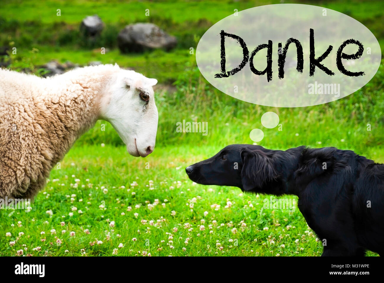 Dog Meets Sheep, Danke Means Thank You Stock Photo - Alamy