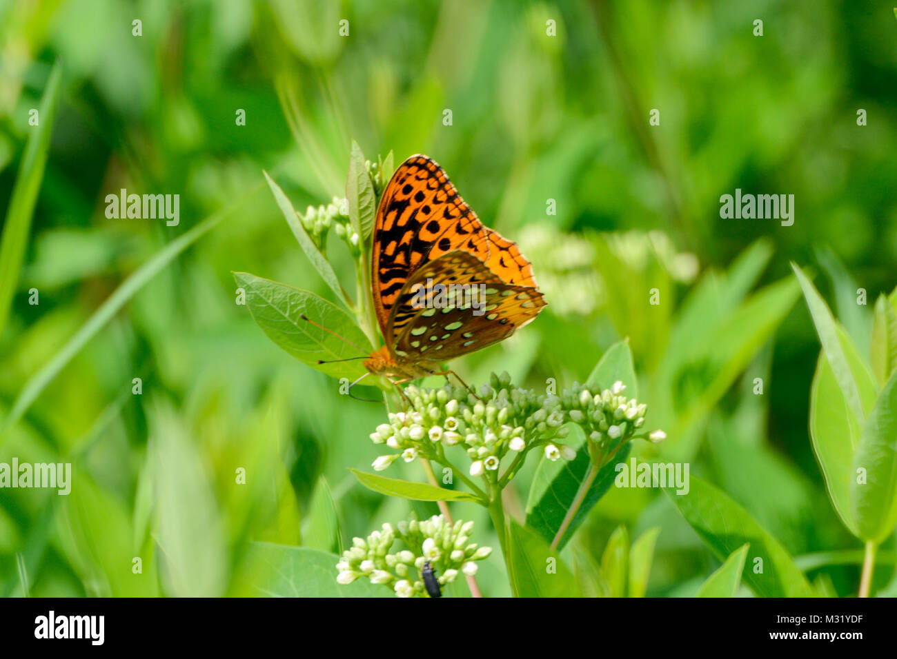 Regal fritillary hi-res stock photography and images - Alamy