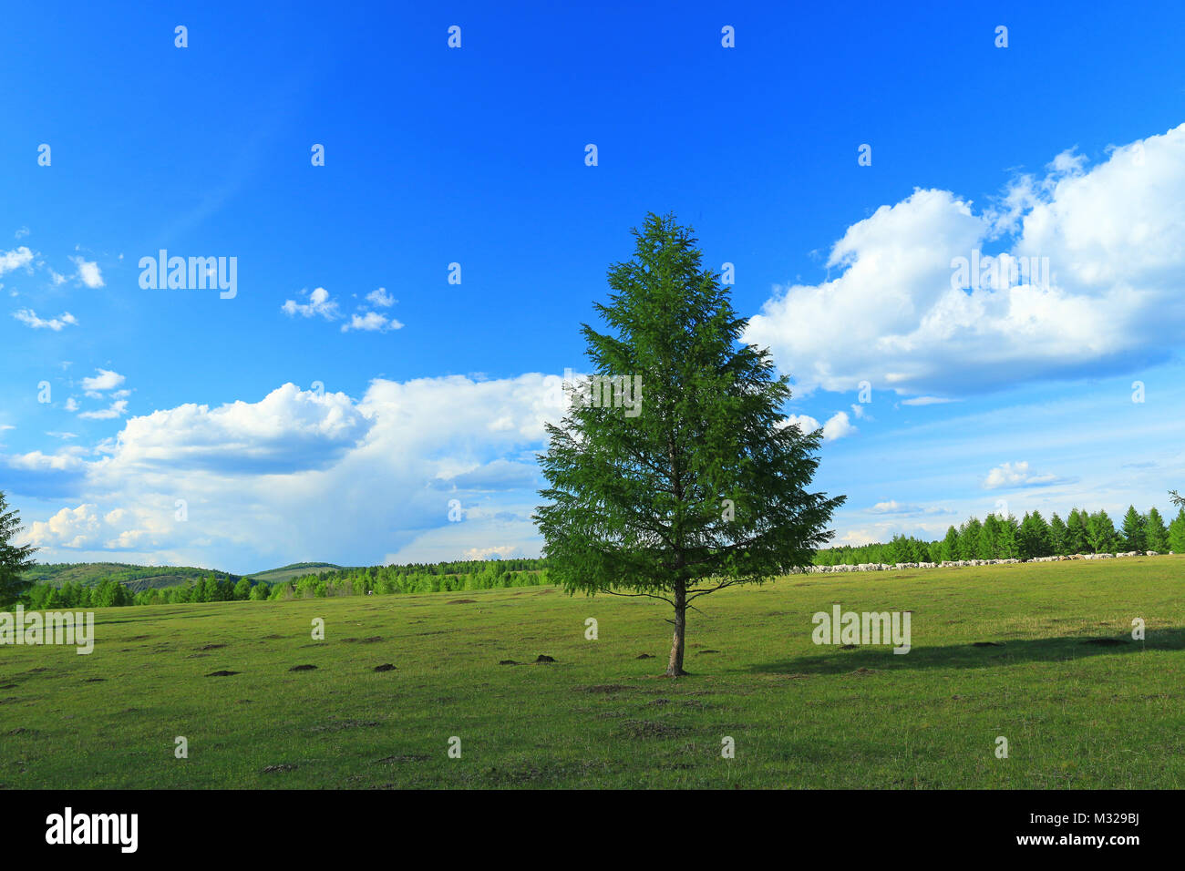Inner Mongolia Hulun Buir scenery Stock Photo - Alamy
