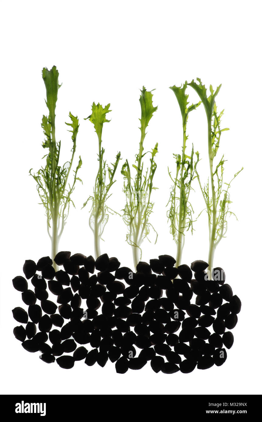 Good seedling hi-res stock photography and images - Alamy