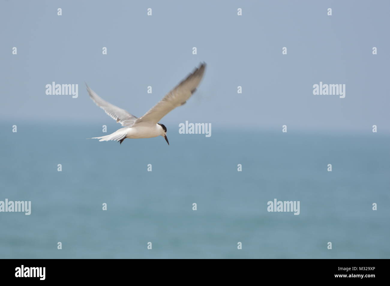 Seabirds are flying Stock Photo - Alamy