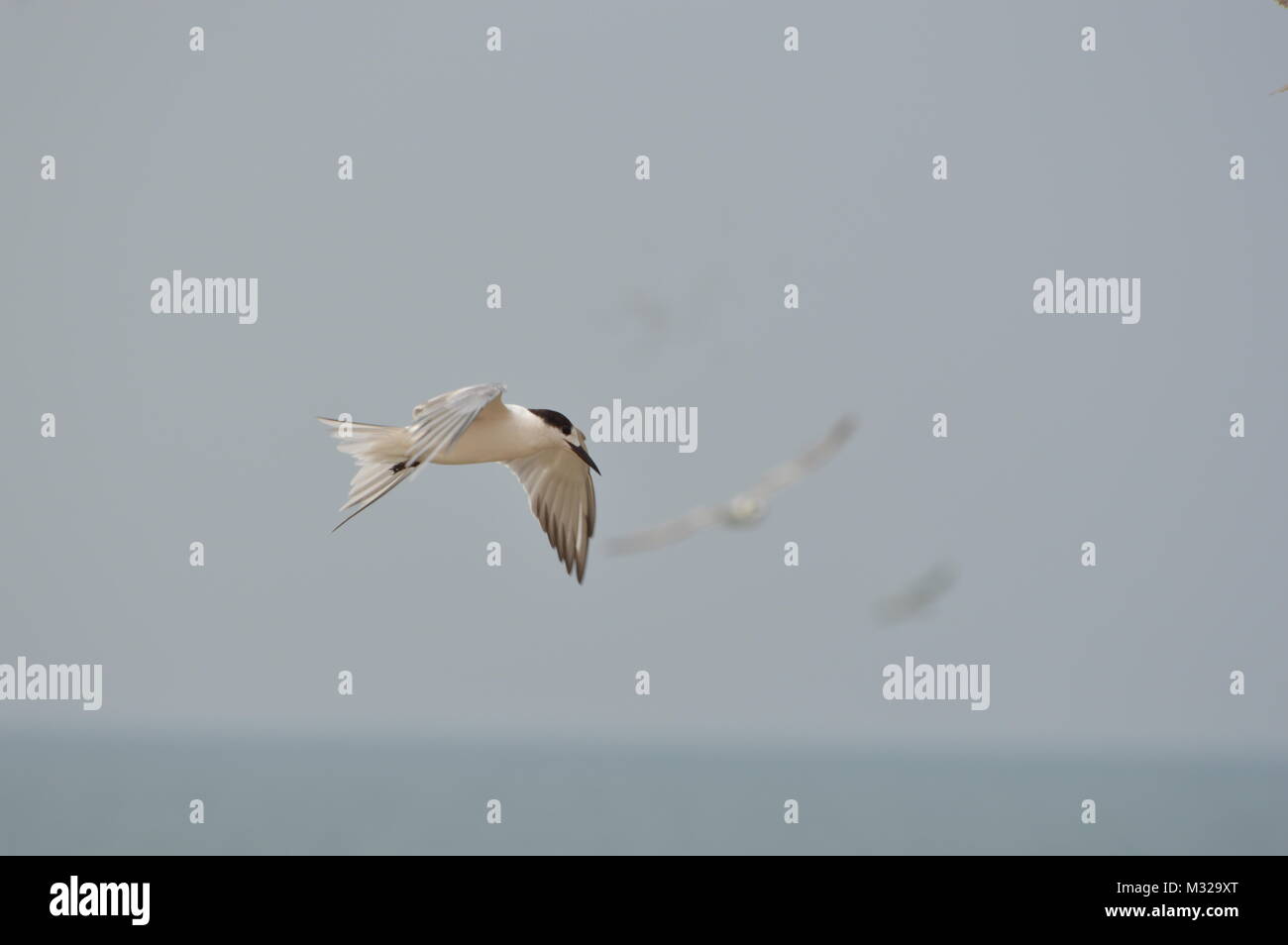 Seabirds are flying Stock Photo - Alamy