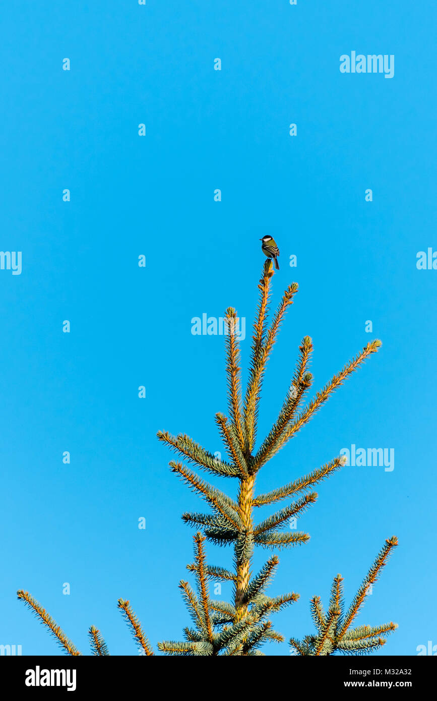 A little bird on the top of the conifer. The blue sky on the background ...