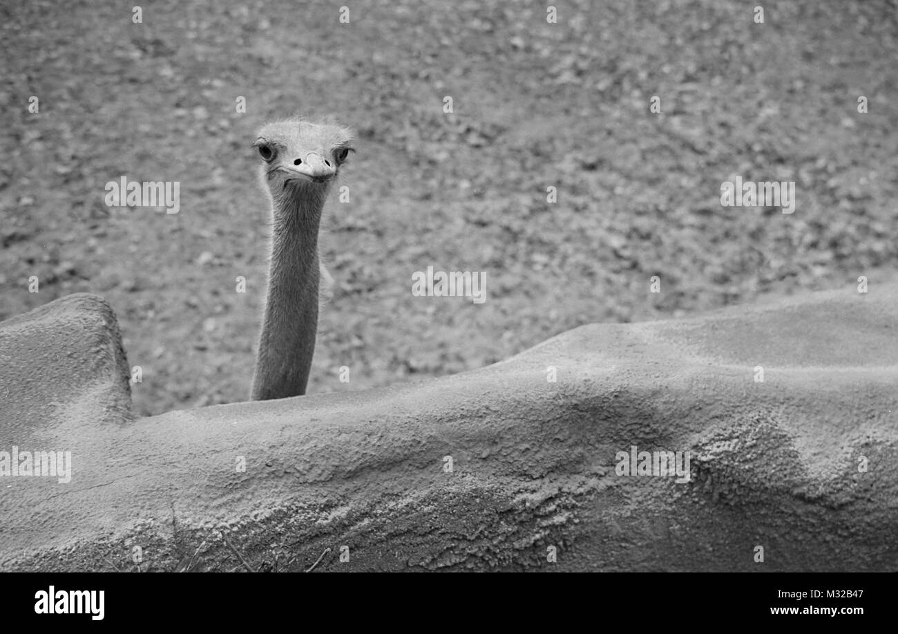 Photo from back Black and White Stock Photos & Images - Alamy