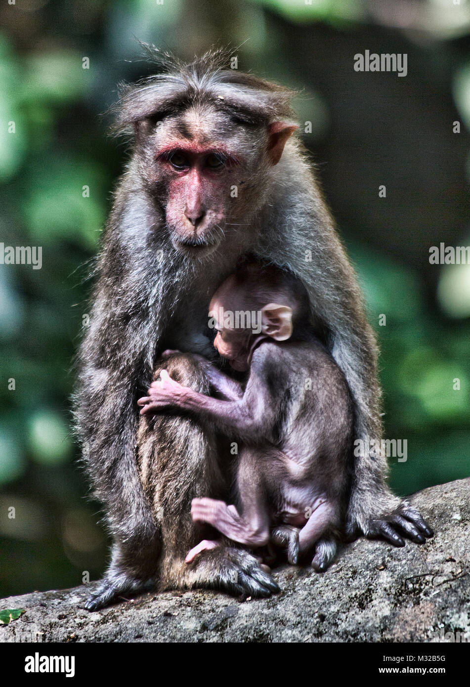 Family of Macaque Monkeys in Kerala,India Stock Photo - Alamy