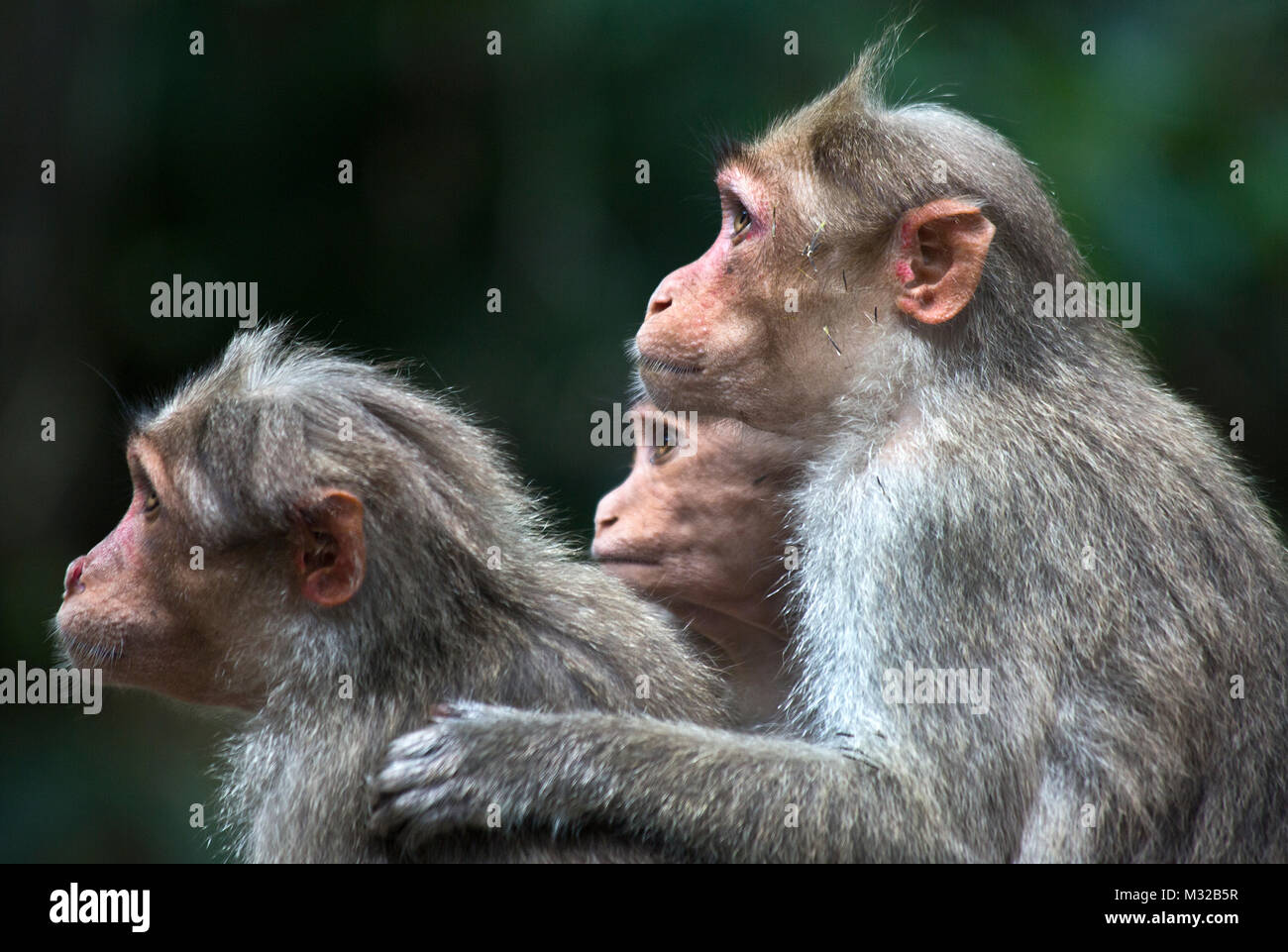 Family of Macaque Monkeys in Kerala,India Stock Photo - Alamy