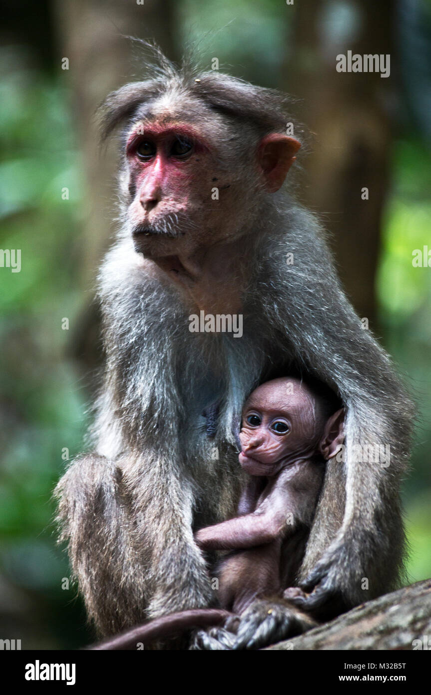 Family of Macaque Monkeys in Kerala,India Stock Photo - Alamy