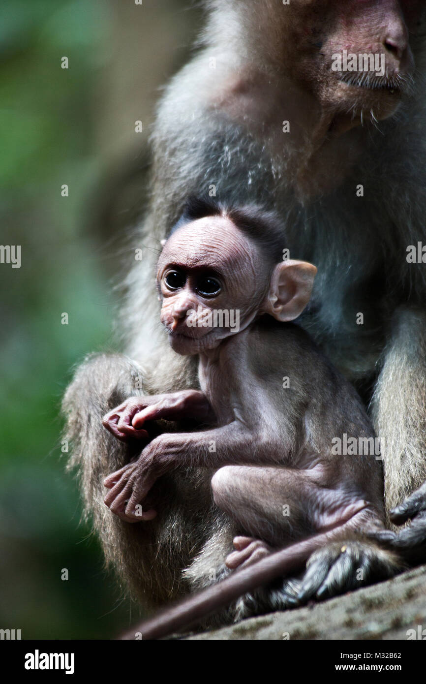Family of Macaque Monkeys in Kerala,India Stock Photo - Alamy