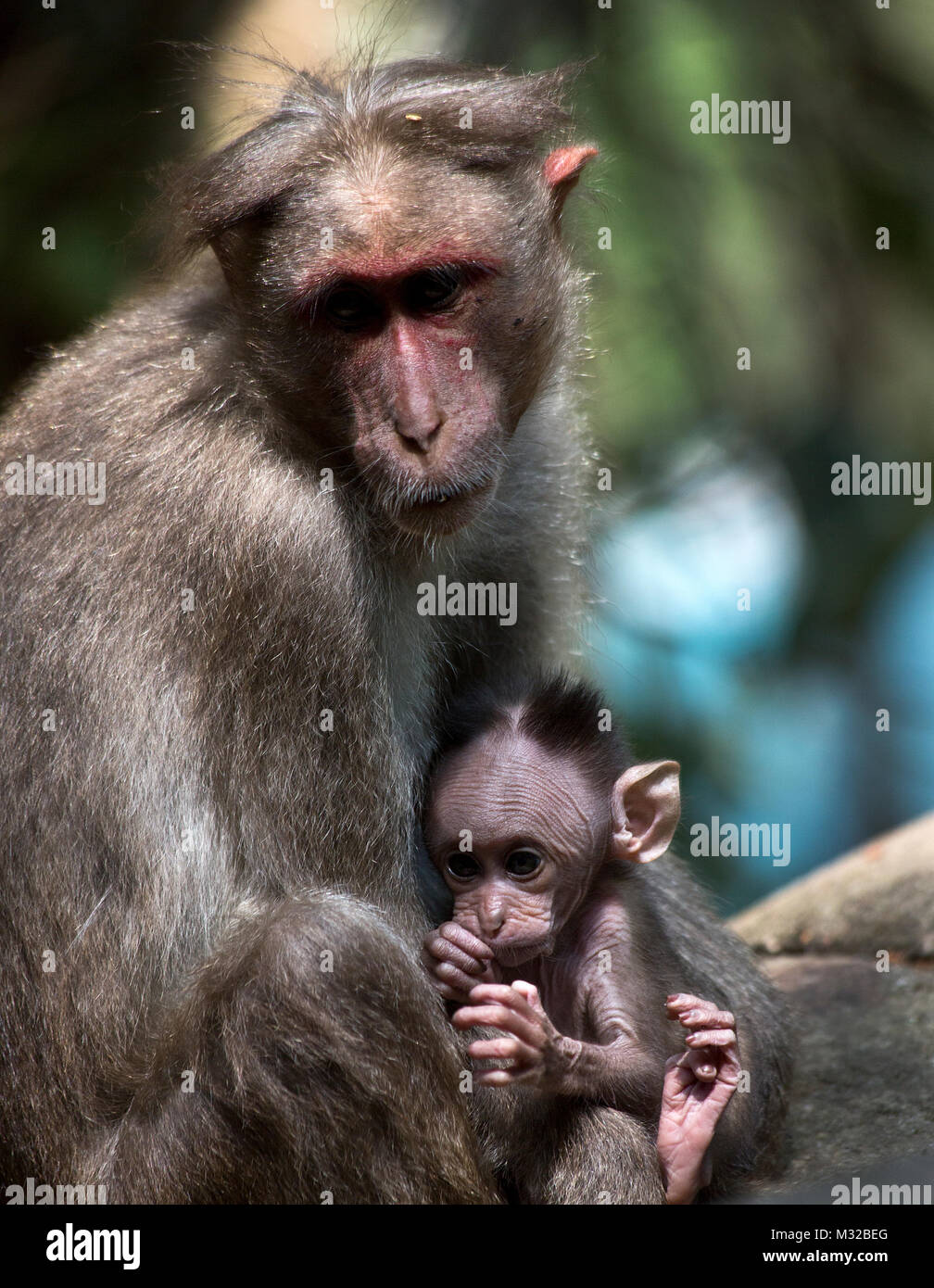Family of Macaque Monkeys in Kerala,India Stock Photo - Alamy