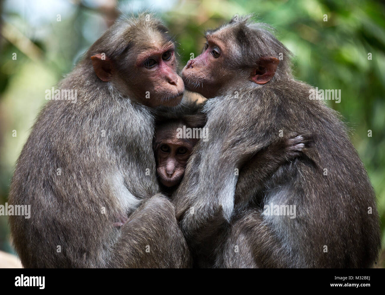 Family of Macaque Monkeys in Kerala,India Stock Photo - Alamy