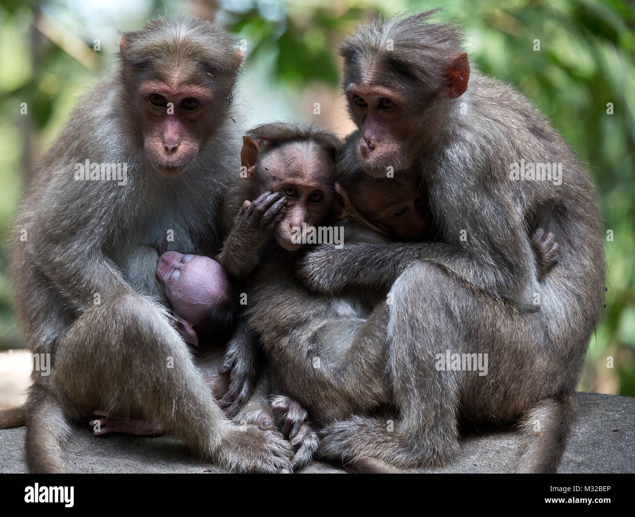 Family of Macaque Monkeys in Kerala,India Stock Photo - Alamy