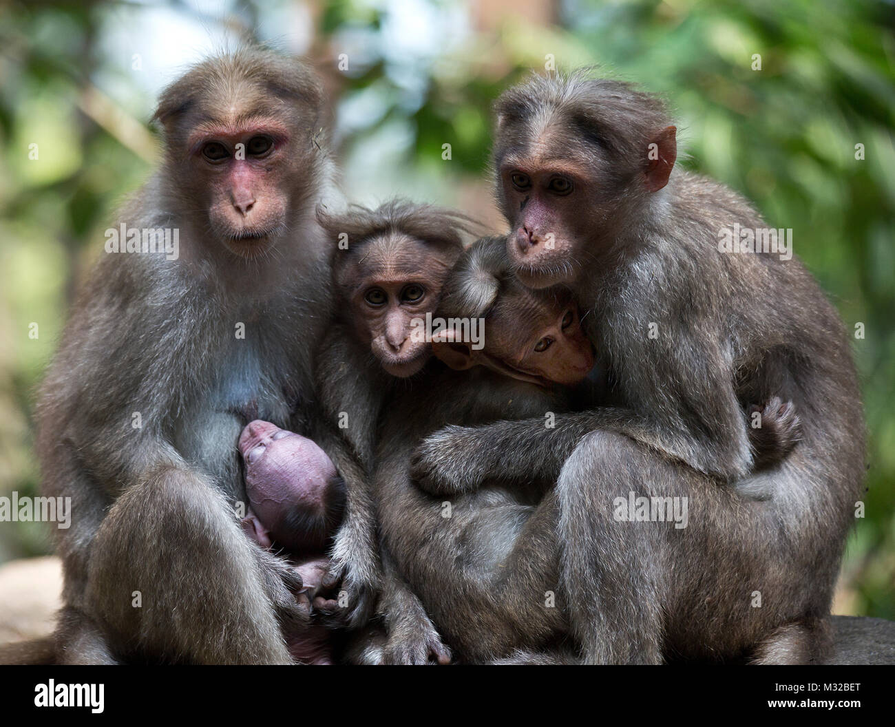 Monkeys kerala hi-res stock photography and images - Alamy