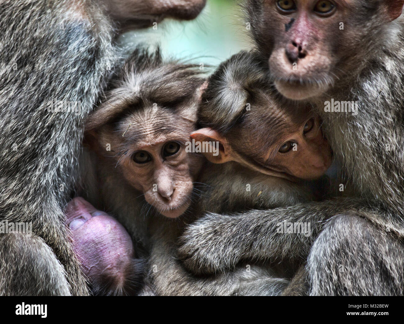 Family of Macaque Monkeys in Kerala,India Stock Photo - Alamy