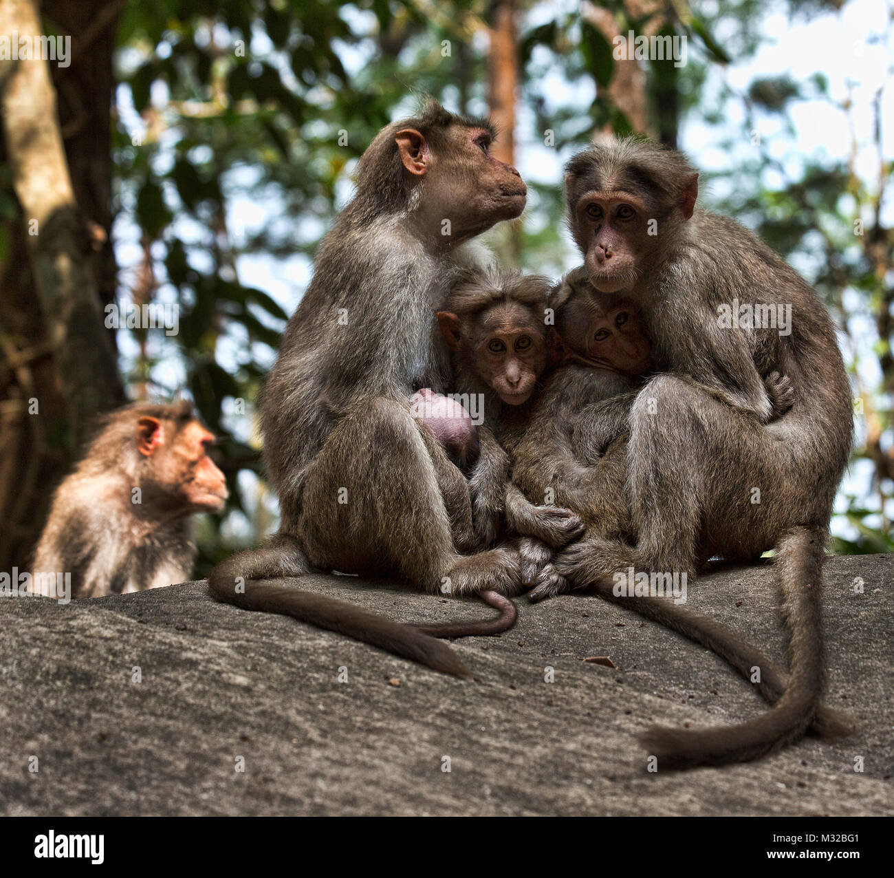 Family of Macaque Monkeys in Kerala,India Stock Photo - Alamy