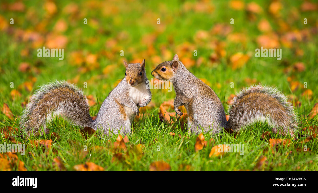 Easter gray squirrel hi-res stock photography and images - Alamy