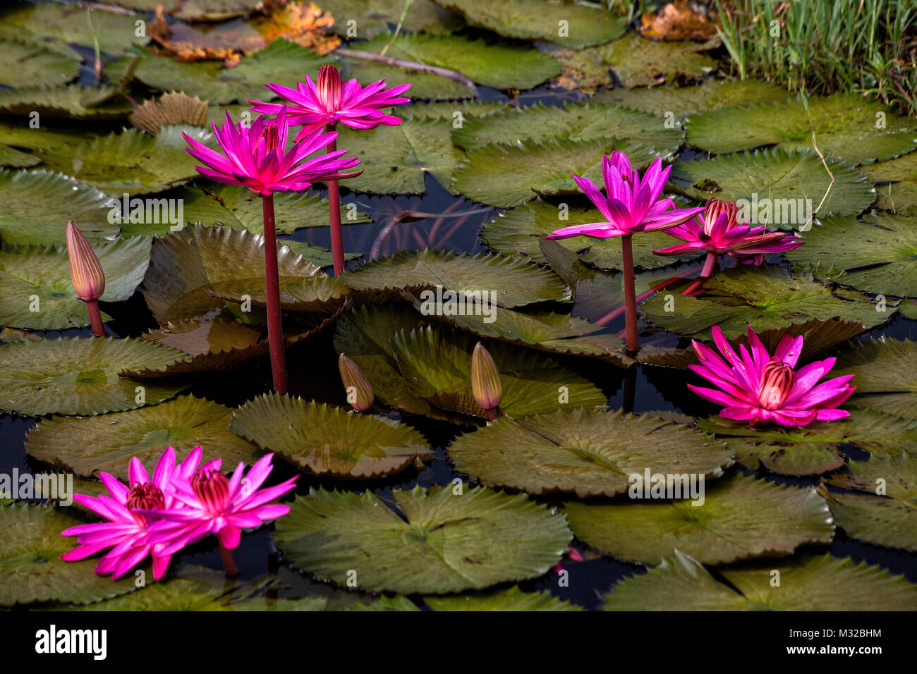 Water Lily Pond in India Stock Photo - Alamy