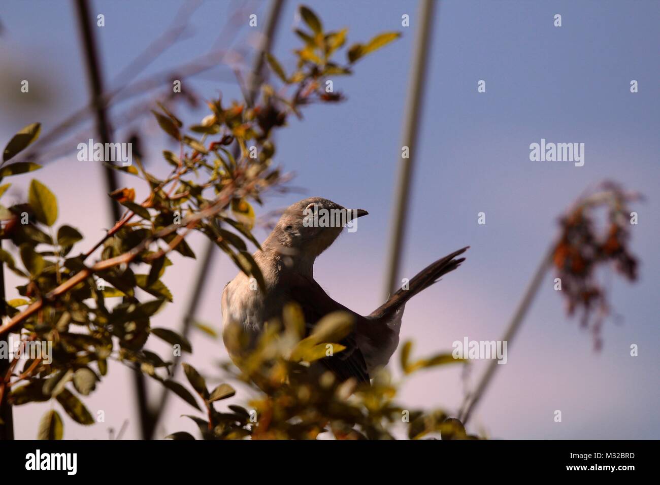 Pretty dove hi-res stock photography and images - Alamy