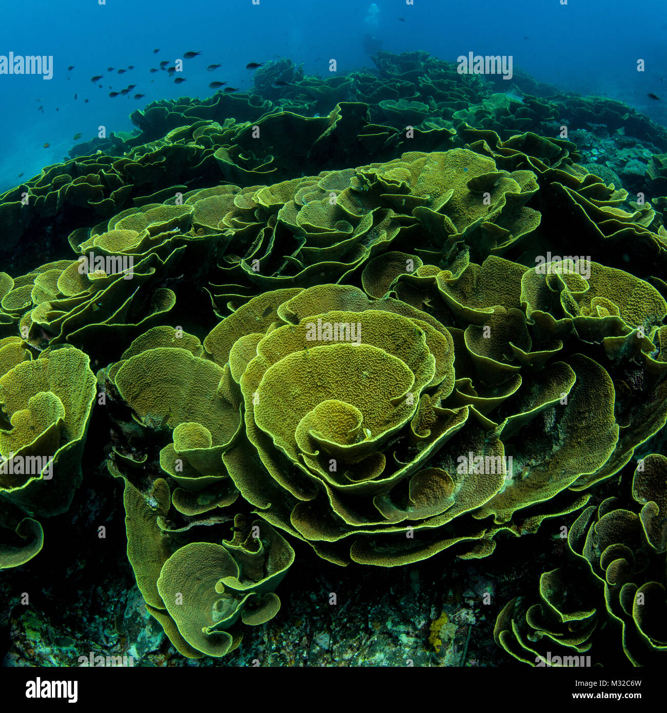 Cabbage patch corals hi-res stock photography and images - Alamy