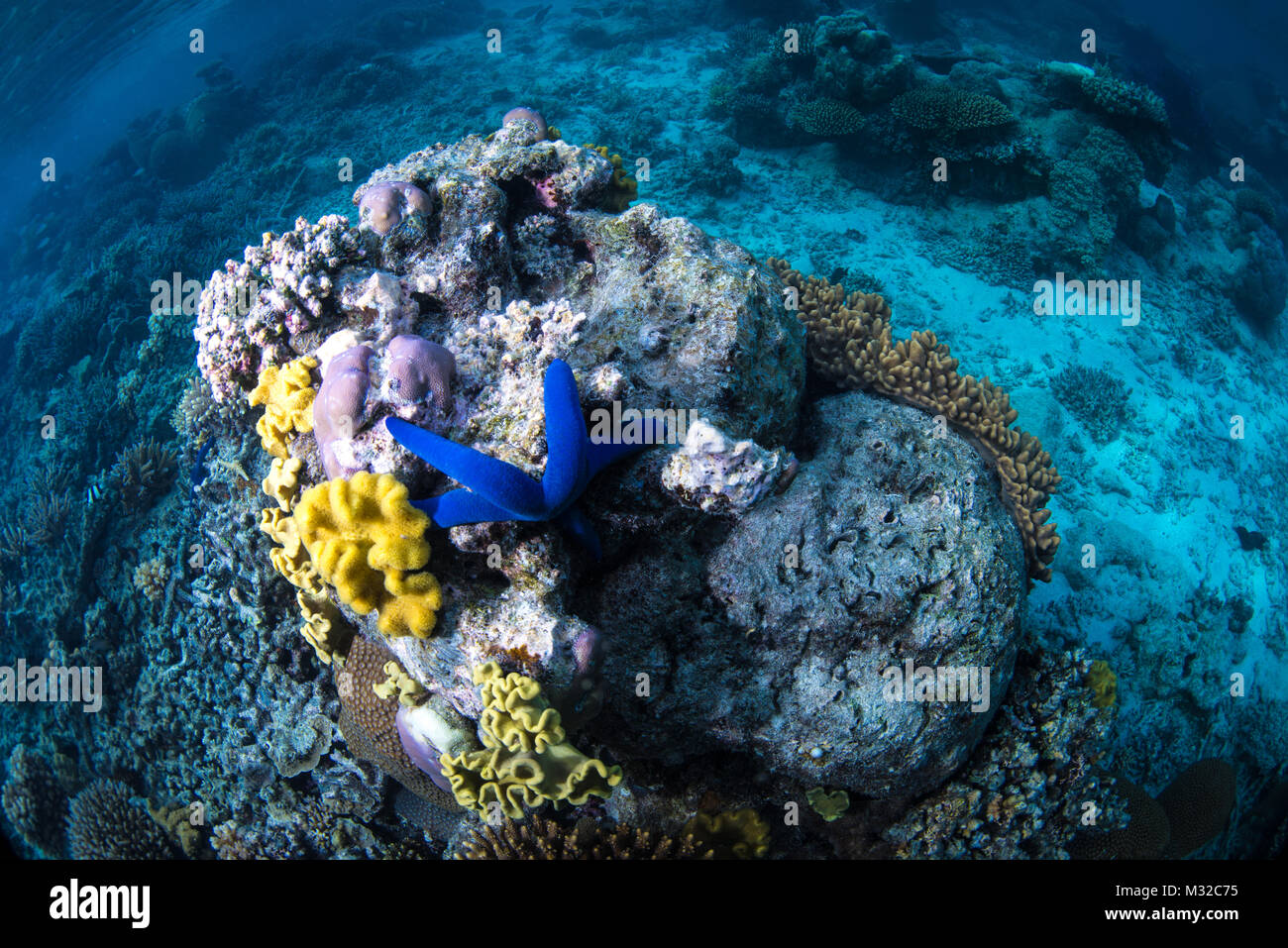 A blue star fish climbing the reef Stock Photo - Alamy