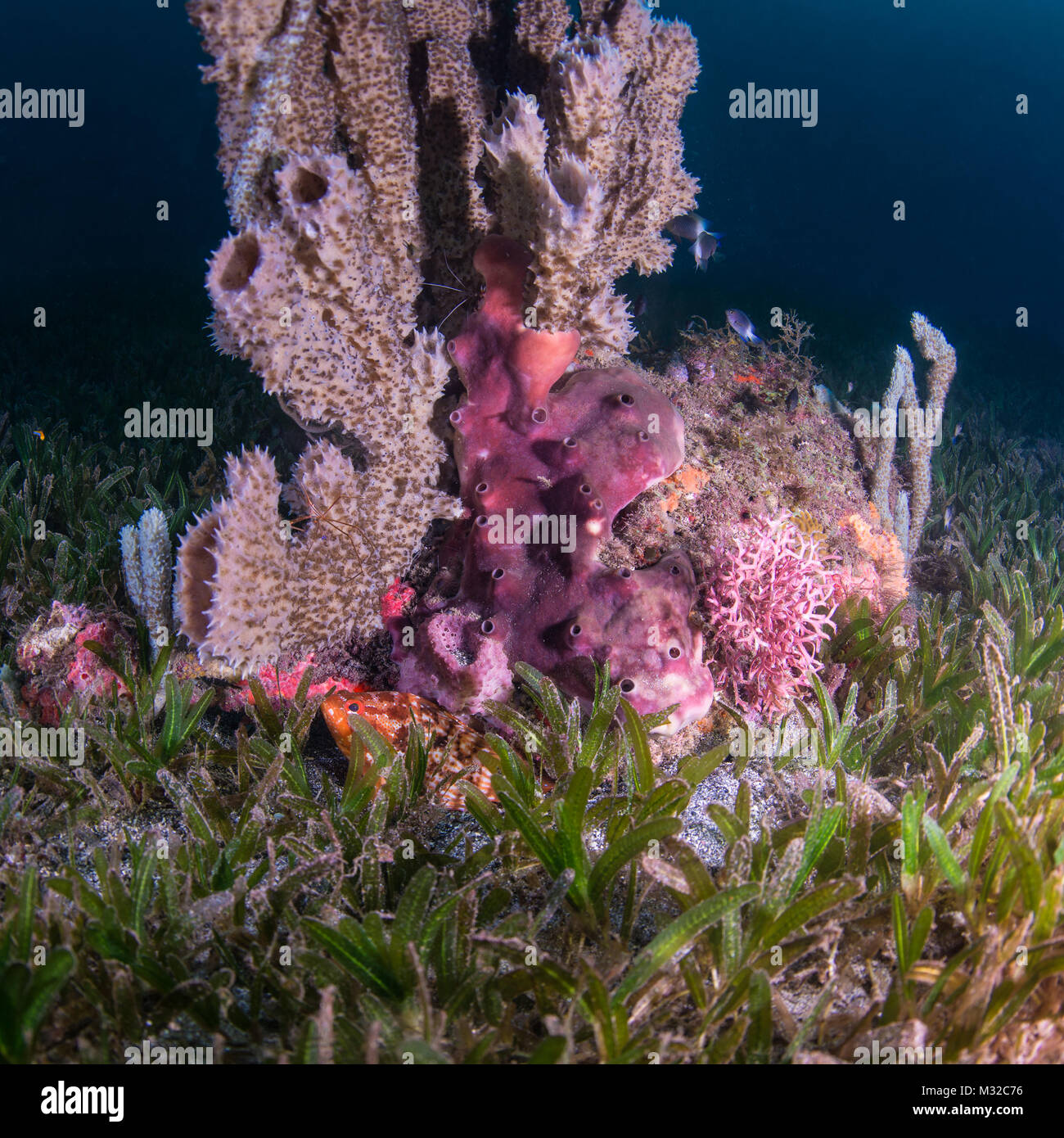 Sponge underwater shrimp hi-res stock photography and images - Alamy