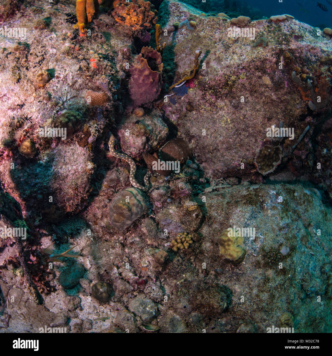 A stone fish hiding on the reef Stock Photo - Alamy