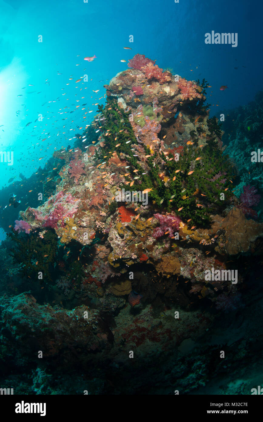 A coral head with small fish Stock Photo - Alamy