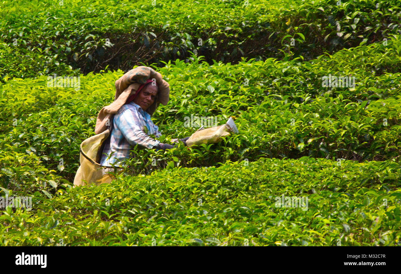 Tea Pickers in Kerala India Stock Photo - Alamy