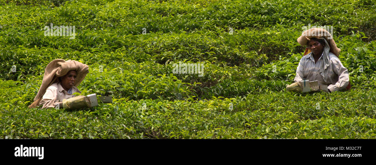 Tea Pickers in Kerala India Stock Photo - Alamy