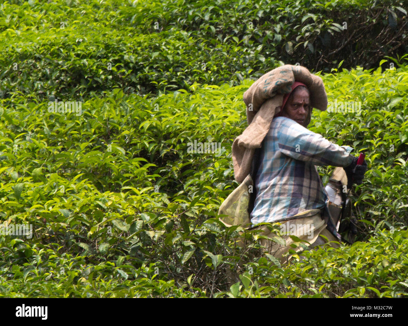 Tea Pickers in Kerala India Stock Photo - Alamy