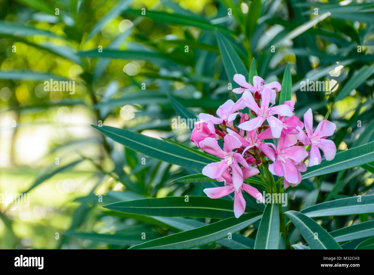 Oleander nerium oleander nerium indicum hi-res stock photography and ...