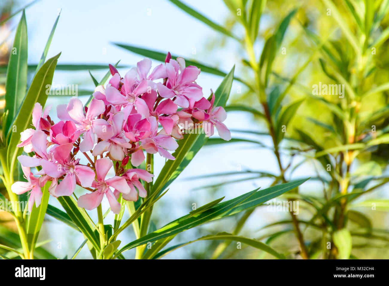 Oleander nerium oleander nerium indicum hi-res stock photography and ...