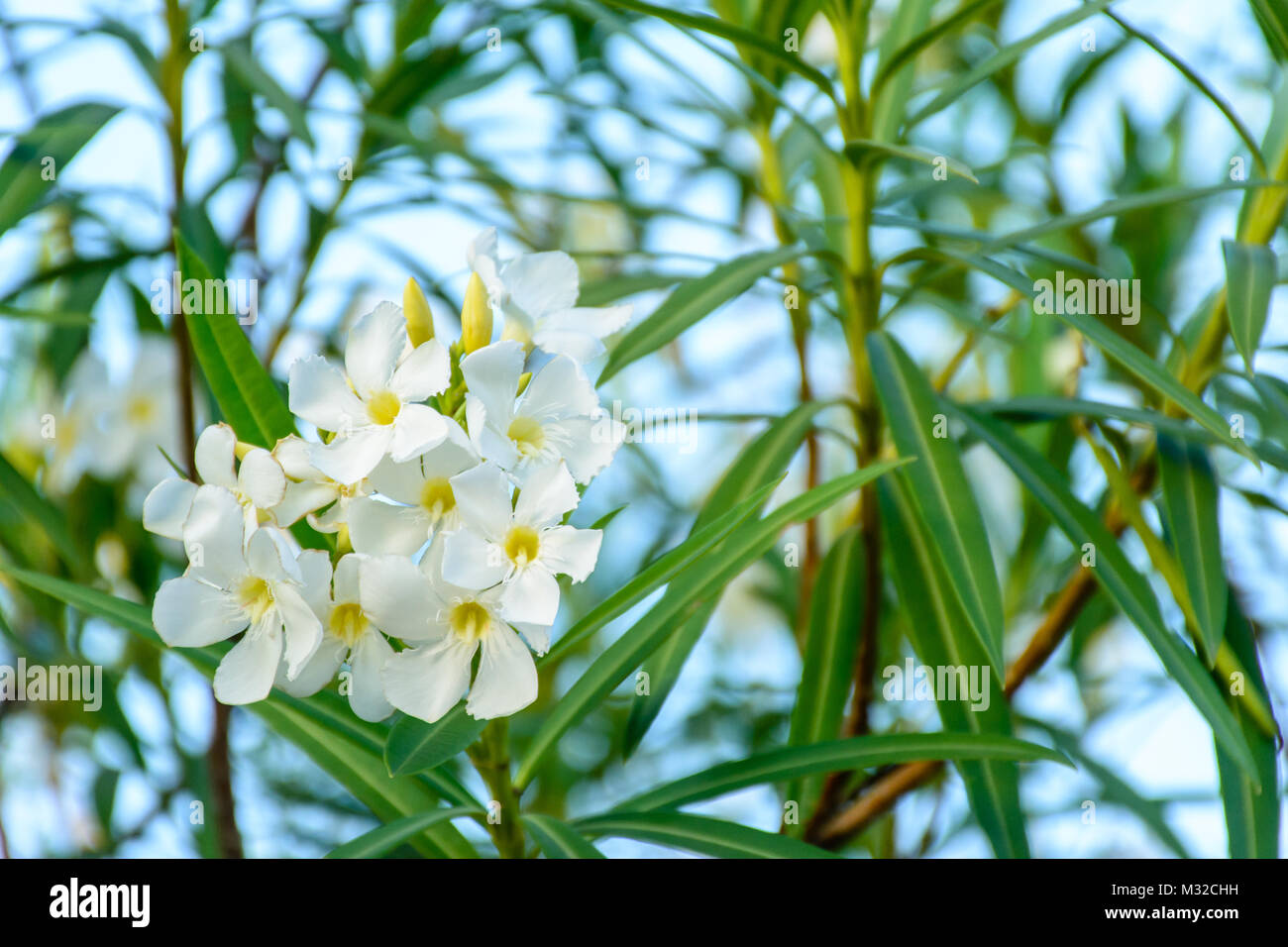 Nerium indicum hi-res stock photography and images - Alamy