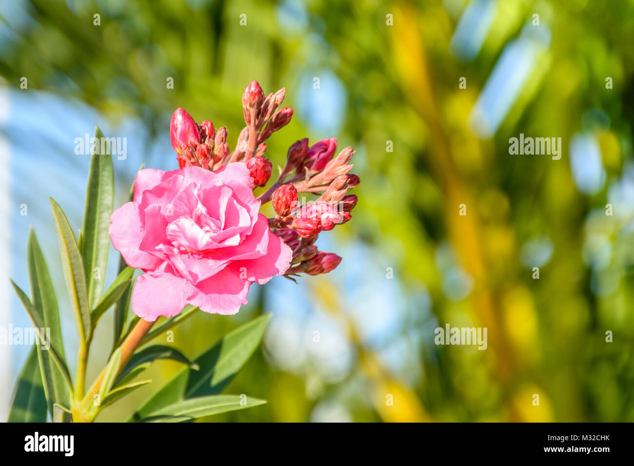 Common oleander hi-res stock photography and images - Alamy