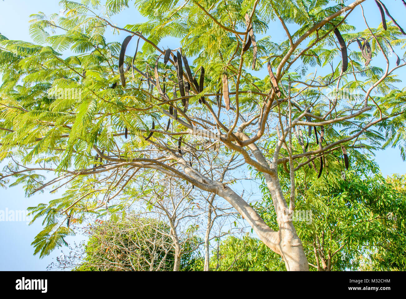 Royal poinciana tree hi-res stock photography and images - Alamy