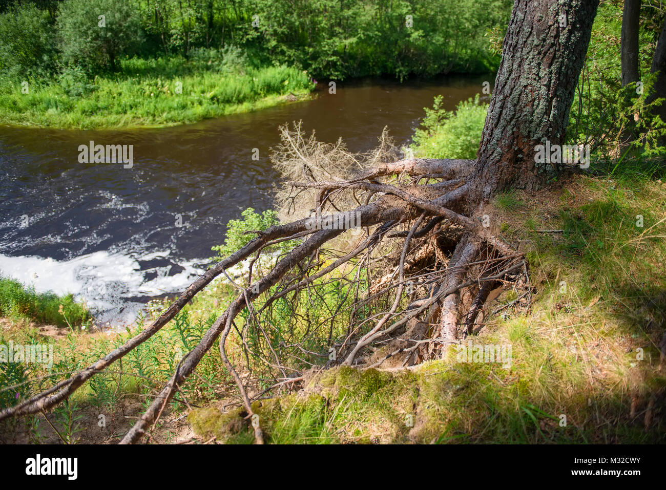 Root system of pines growing on a high sandy river bank Stock Photo - Alamy