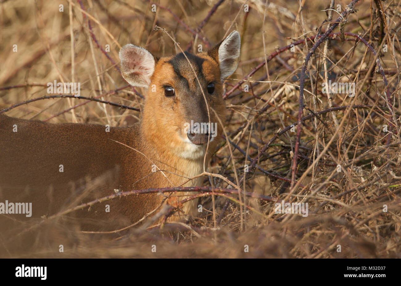 A head shot of a female Muntjac Deer (Muntiacus reevesi) feeding on ...