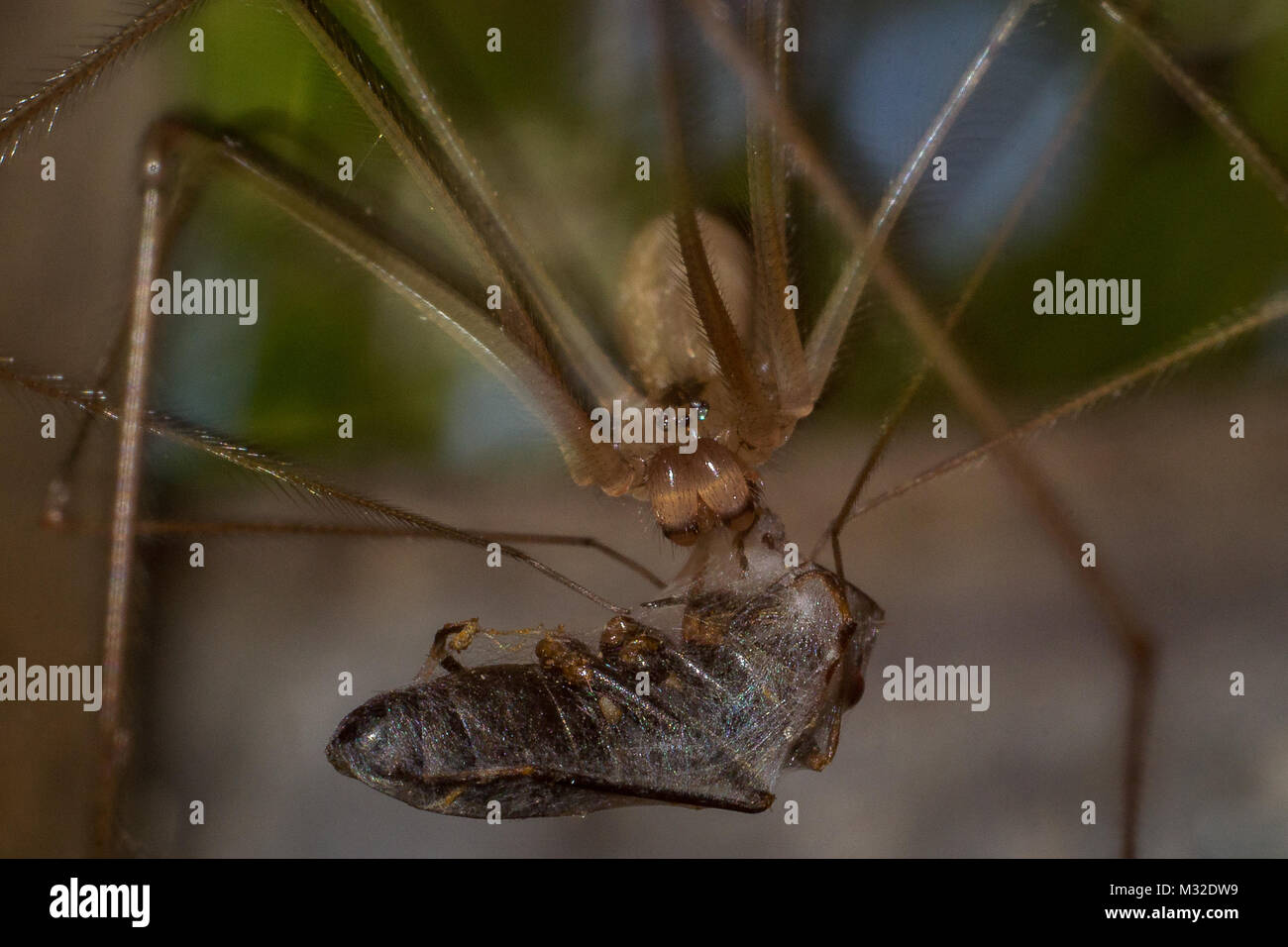 spider eating the victim looks into the camera with a closeup macro ...