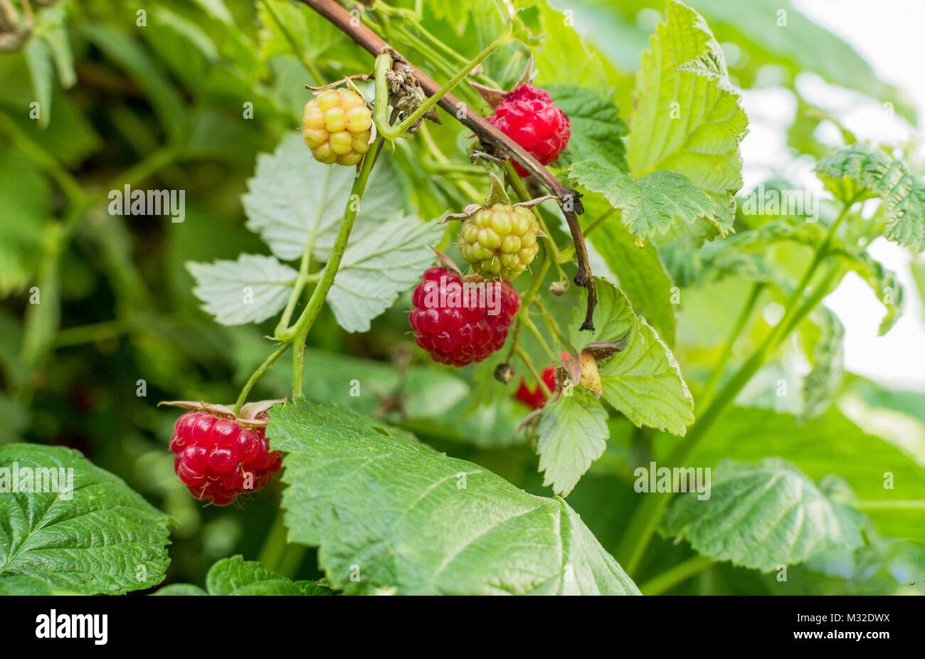 raspberry berry in the garden red berry in the fresh air Stock Photo ...